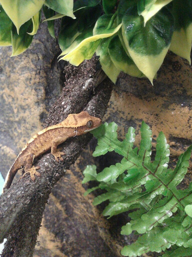 Notre nouvel élève : Rolo ! – Classe de Sandra